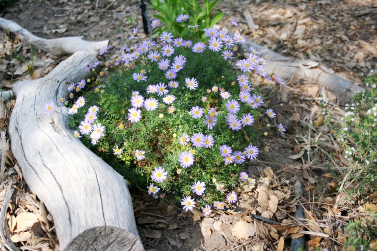California natives mix with Mediterranean neighbors | Sierra Foothill ...